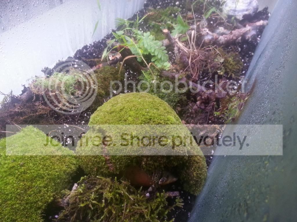 What is the exact light level needed for moss? | Dendroboard