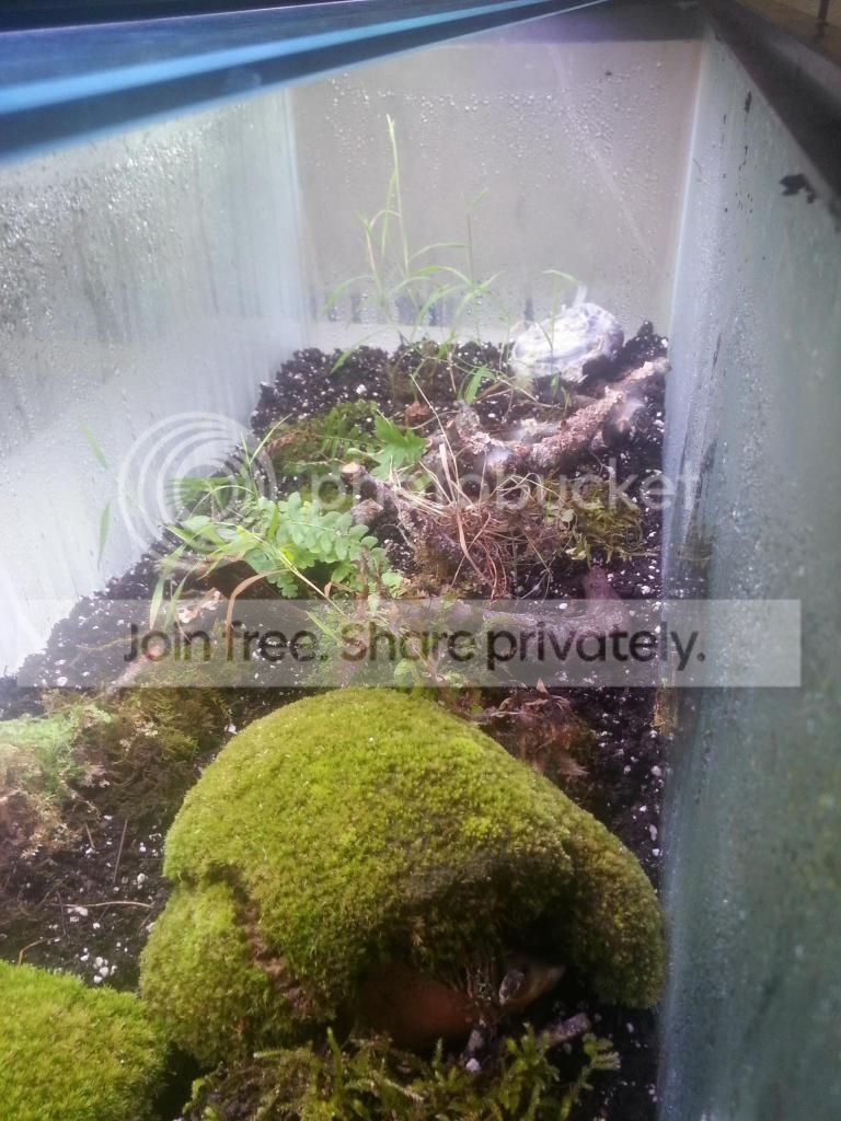 What is the exact light level needed for moss? | Dendroboard