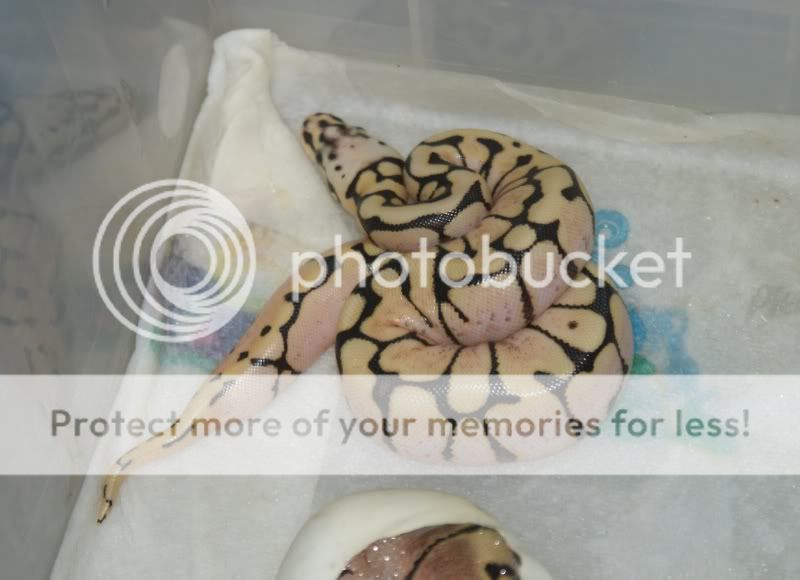2010 Ball Python Stuff! | Reptile Forums