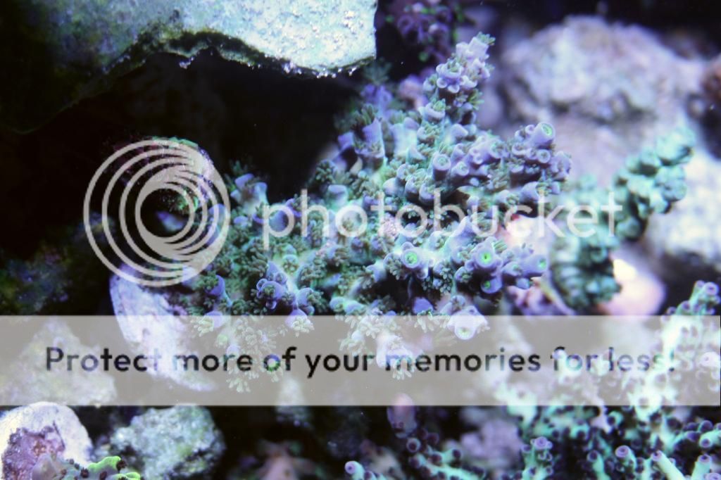 My Acro Addiction :D | Carolina Fish Talk Forums