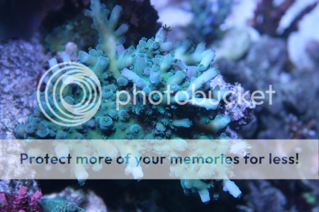 My Acro Addiction :D | Carolina Fish Talk Forums