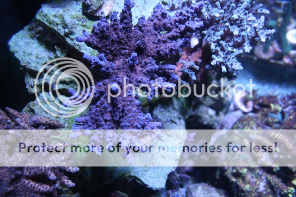 My Acro Addiction :D | Carolina Fish Talk Forums